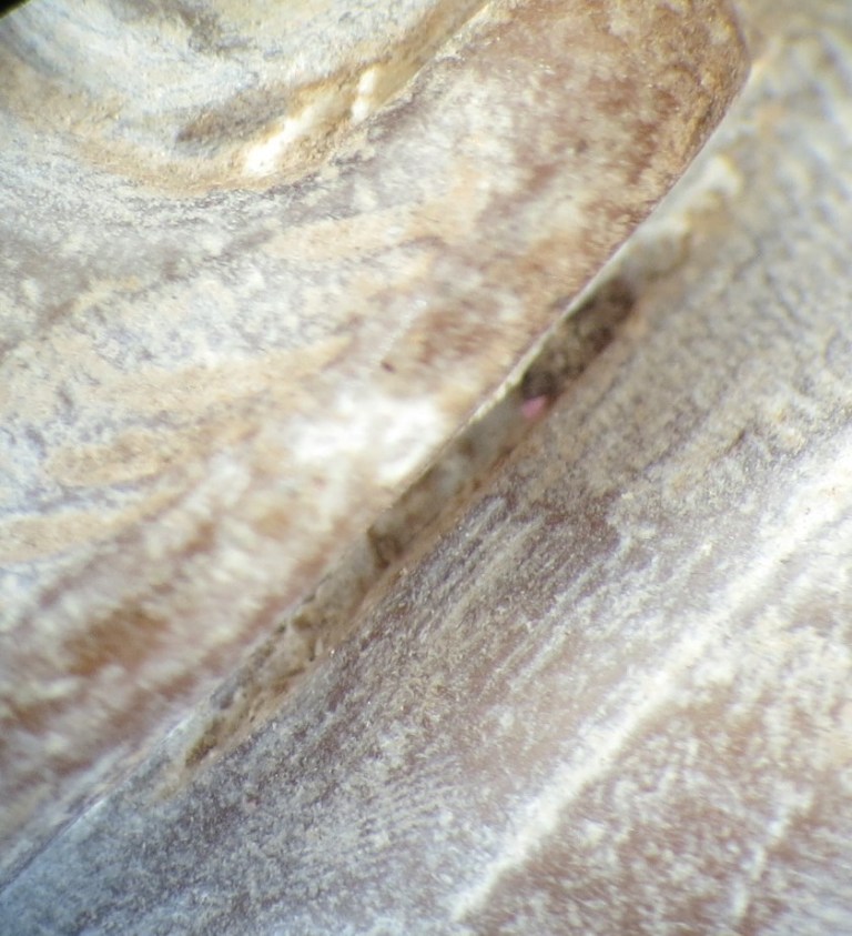 The Evolution of Chinese Jade making from Neolithic to Han, the Griffin ...